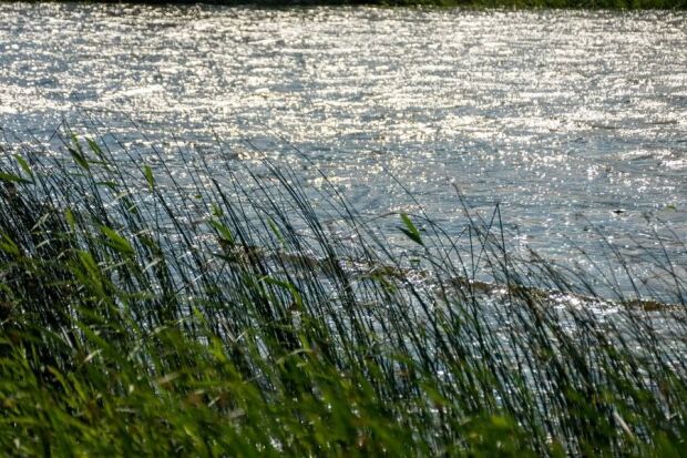 Lietuvos vandens telkinius praturtins milijonas ungurių